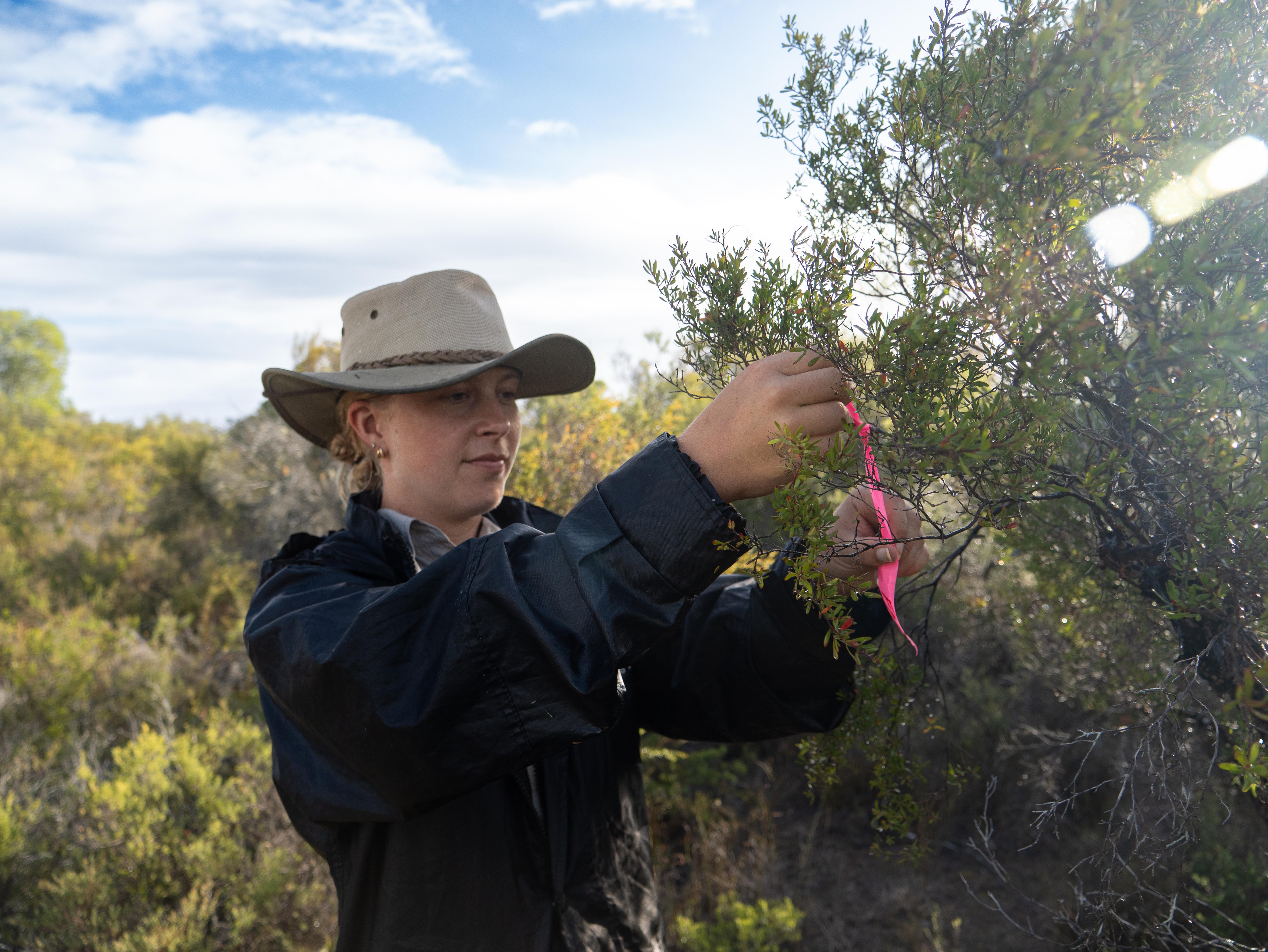 Rare pookila mouse rediscovered in Western NSW as species fights for ...