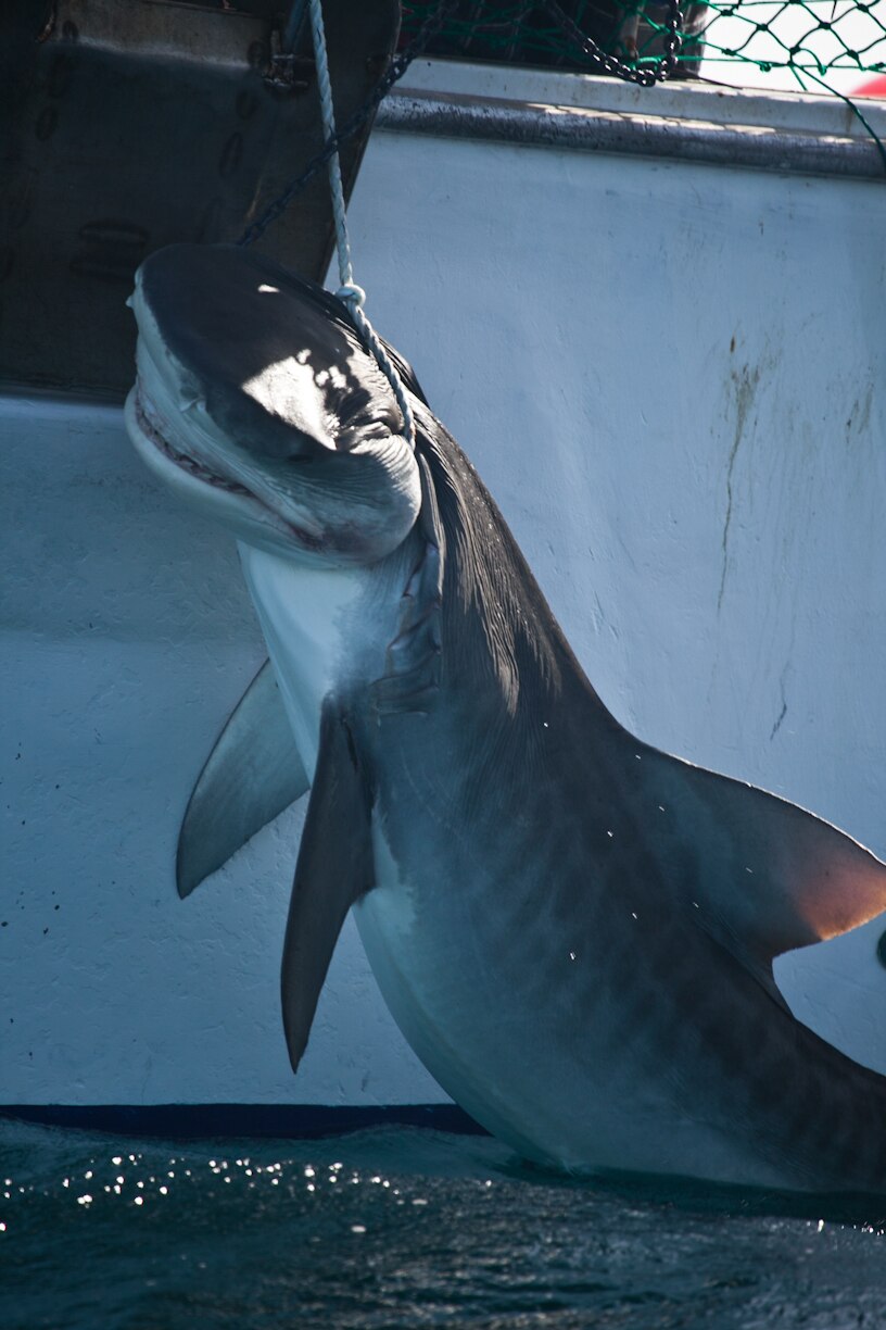 Shark population 'explosion' needs culling 'just like pigs and ...