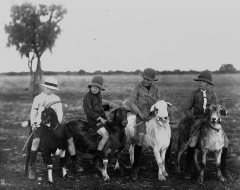 Outback Qld to celebrate goat 'history' - ABC News