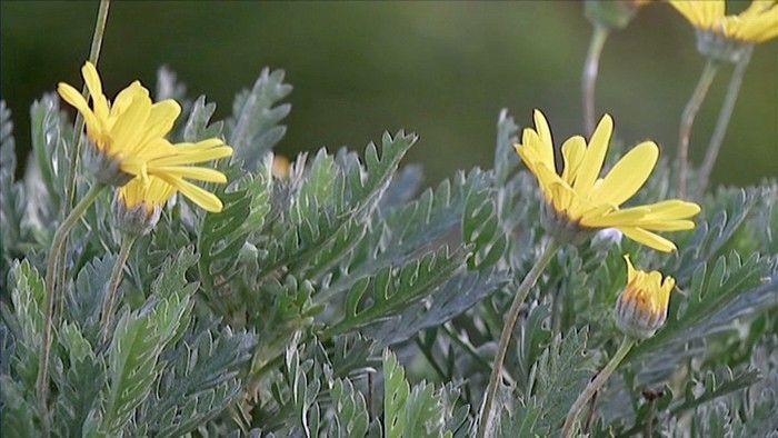 Golden Daisy Bush - Gardening Australia