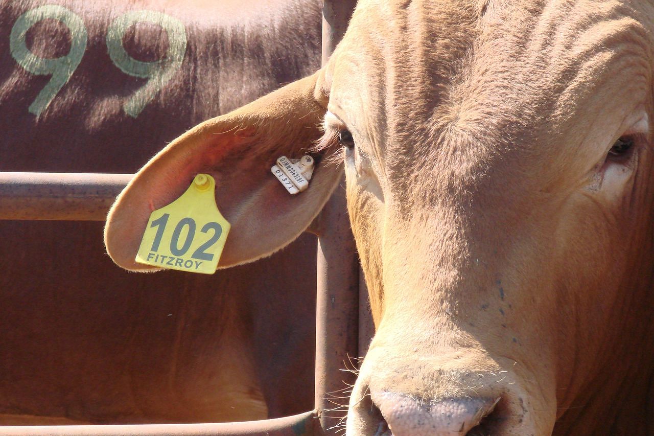 Pastoralists opt for Droughtmaster over Brahman in Kimberley bull sale ...