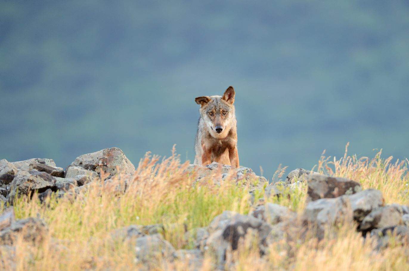 Rewilding: The slow return of European predators - ABC News