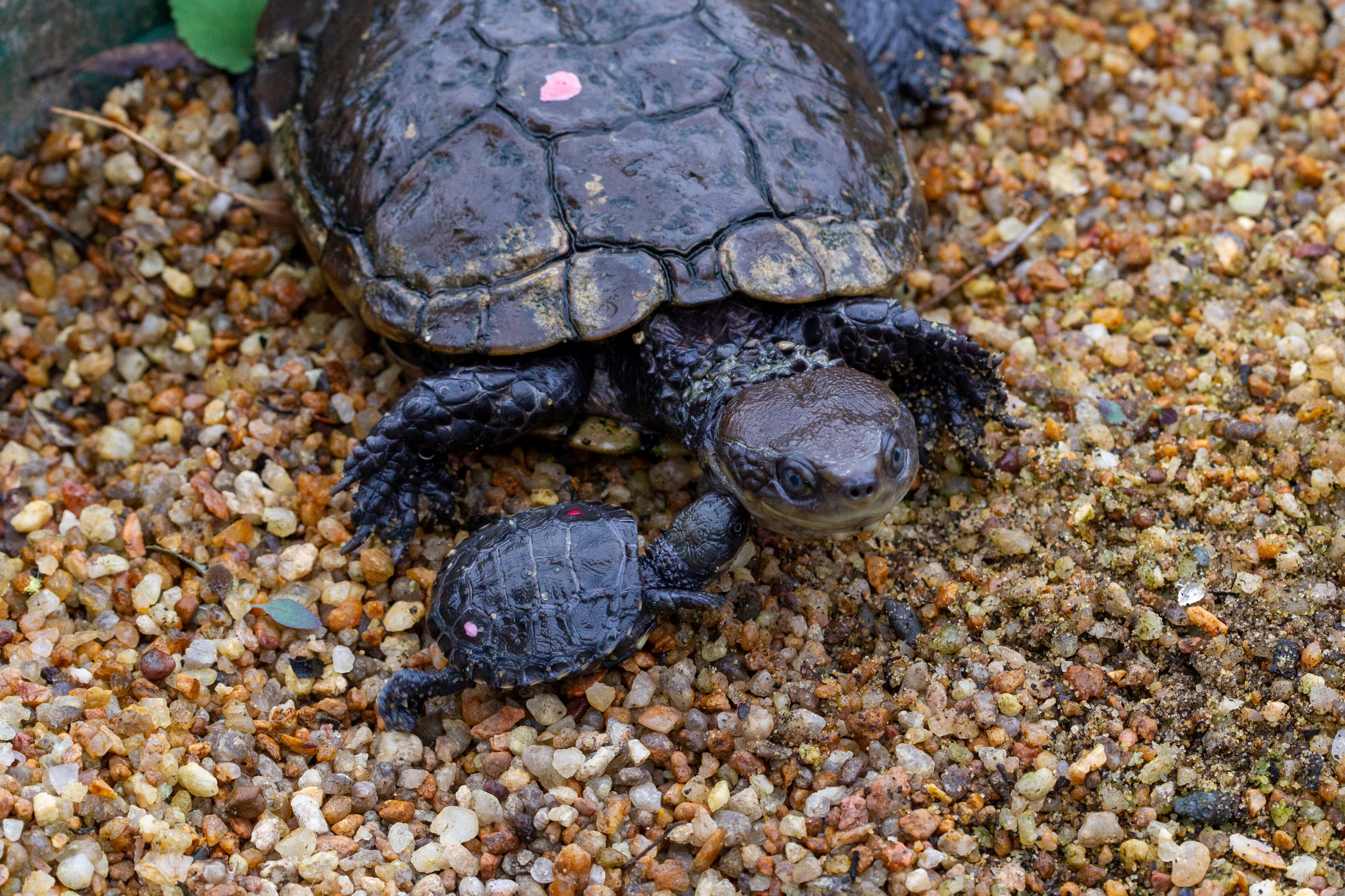 Rare western swamp tortoise to be moved to WA's South West in bid to ...