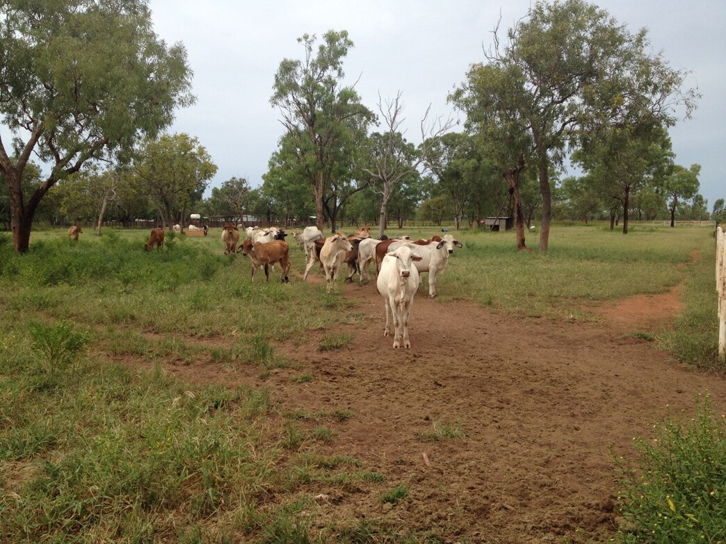 Cattle from drought hit western Queensland seek agistment in the ...