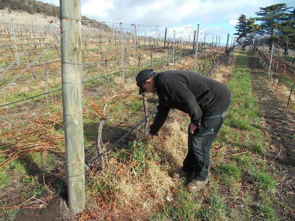 Tasmanian farmers urged to support the Weed Action Fund and apply for ...