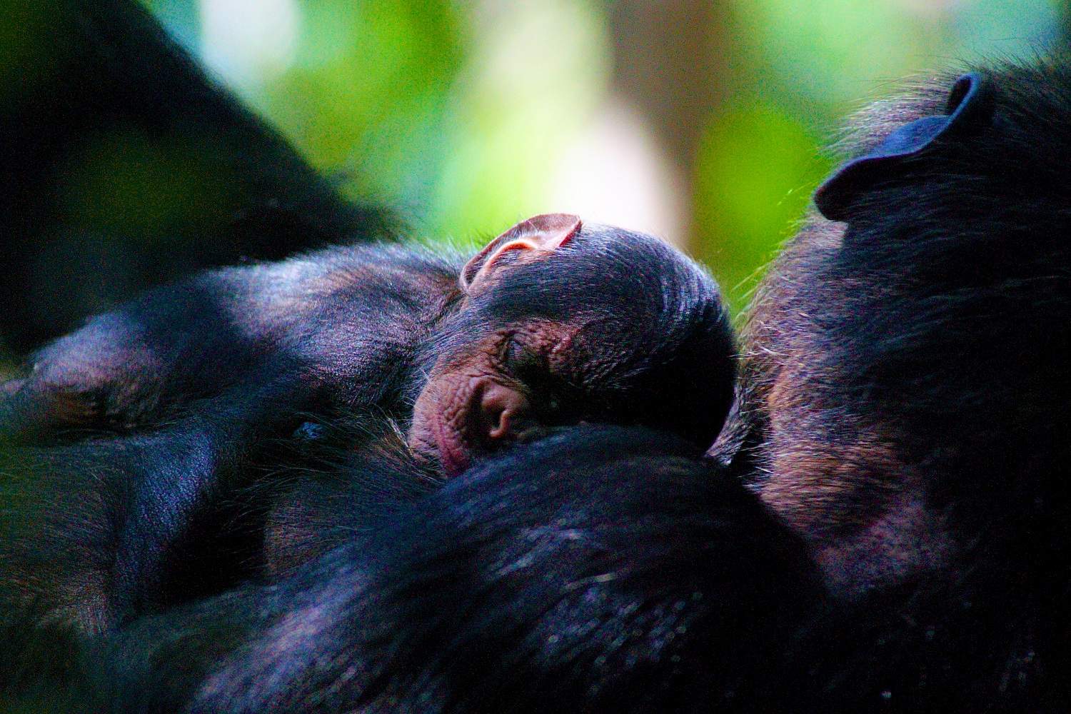 Baby chimp born at Rockhampton Zoo offers hope to breeding program ...