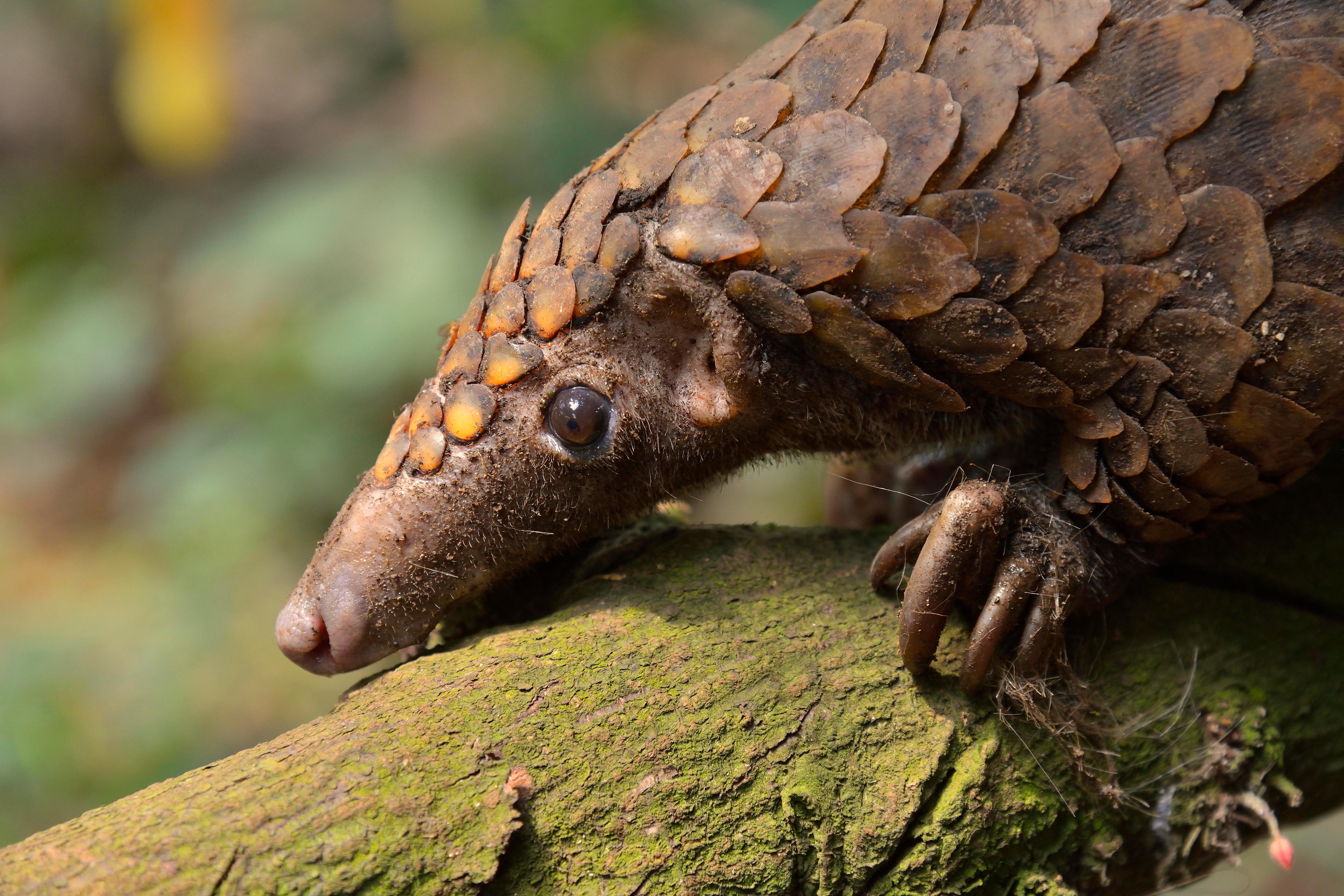 Pangolin traffickers convicted after investigation led by former ...