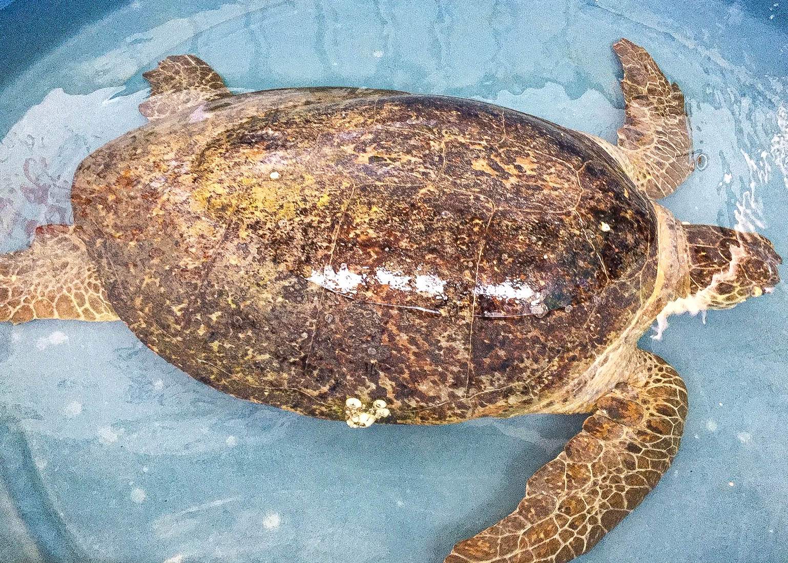 Members of the public rescue an injured turtle stuck on the Mackay ...