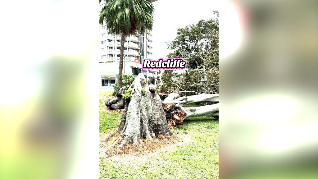 Cyclone Alfred brings down large tree in Redcliffe - ABC News