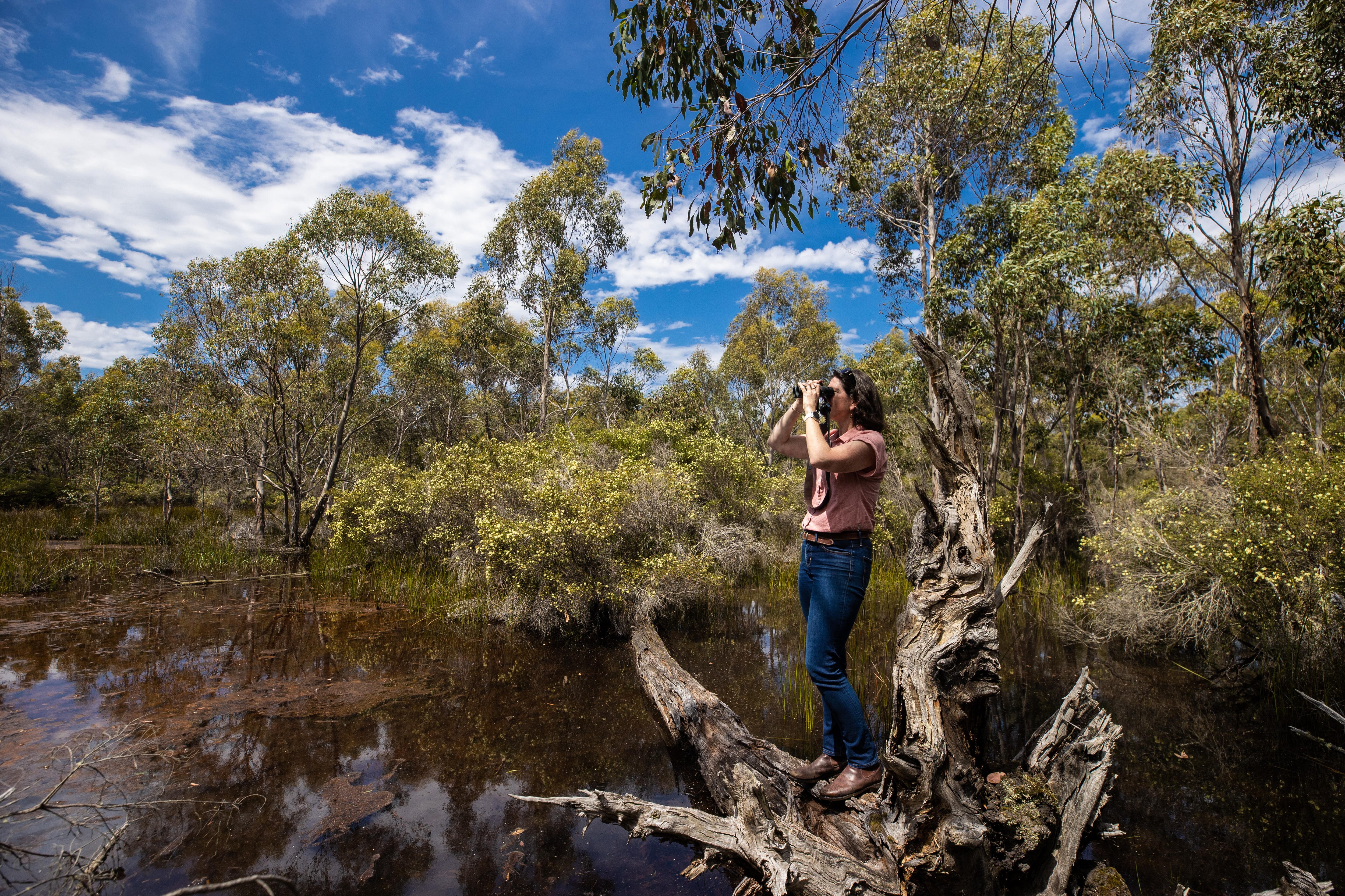 Hundreds of donors rally to buy and protect Tasman Peninsula bush block ...