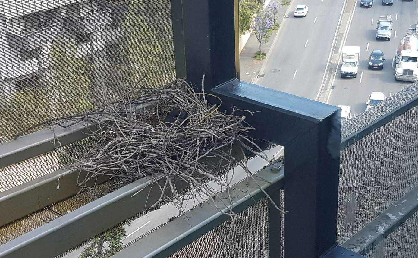 Queensland Torresian crows form new nesting habits in major ...