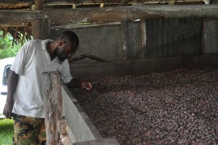 Fair trade Vanuatu chocolate maker worries for smallholder cocoa ...