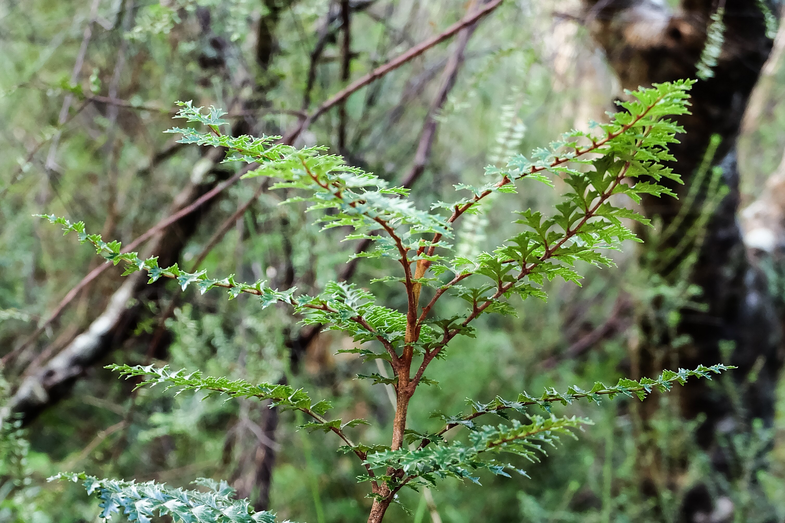 Ancient clonal tree, King's lomatia, excites scientists in Tasmania's ...