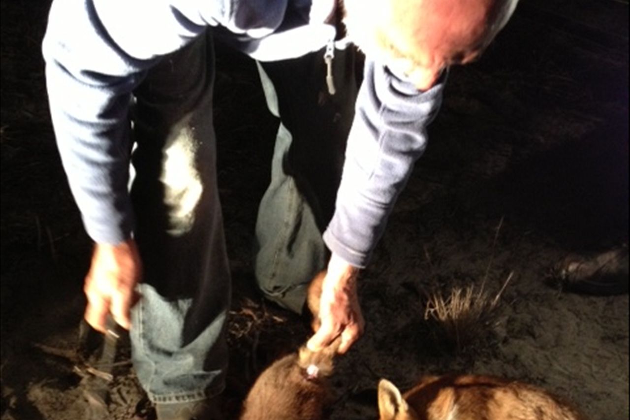 Research looks at foxes causing sheep measles - ABC News