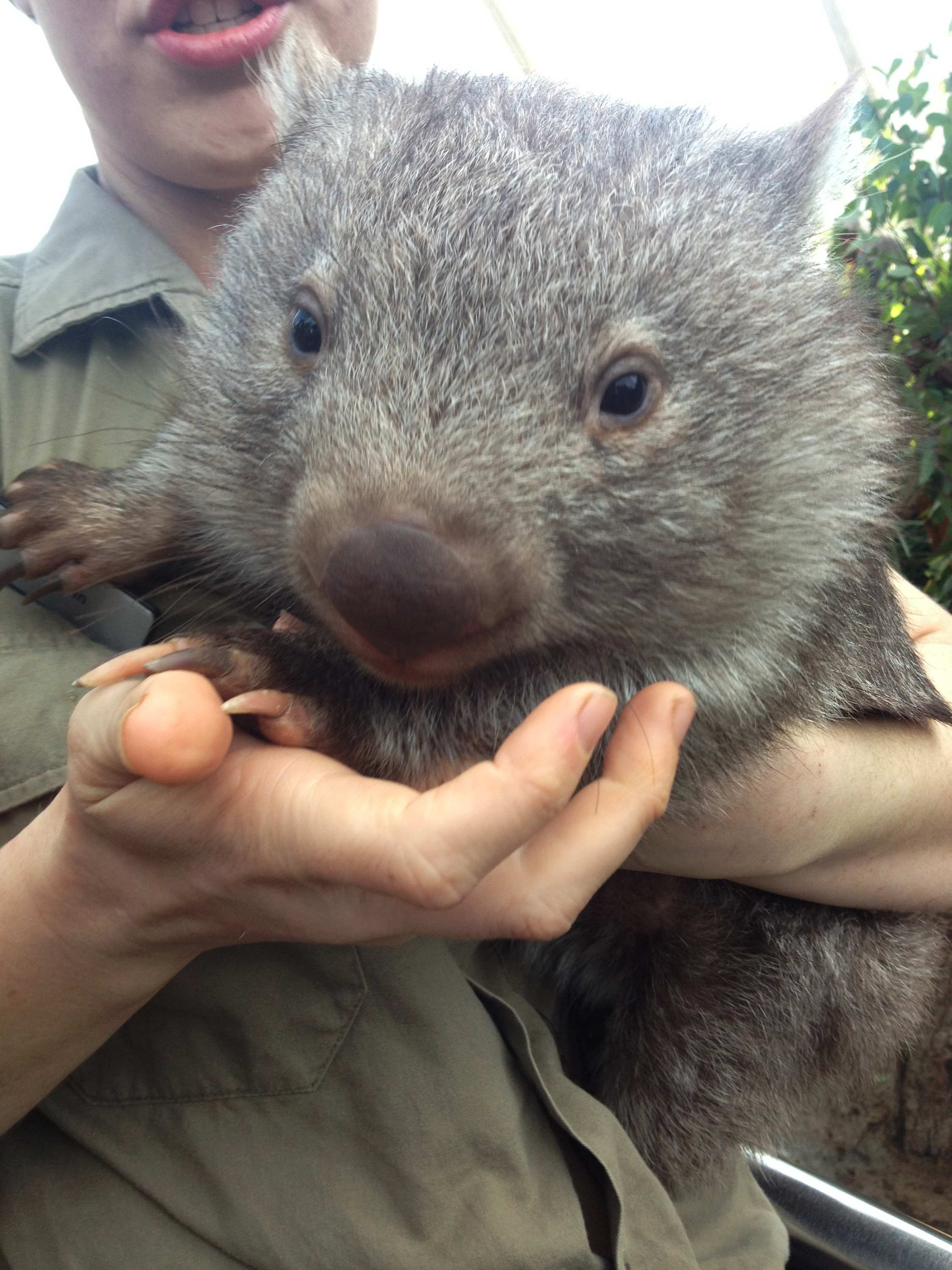 Orphaned baby wombat makes first appearance at Wild Life Sydney Zoo ...