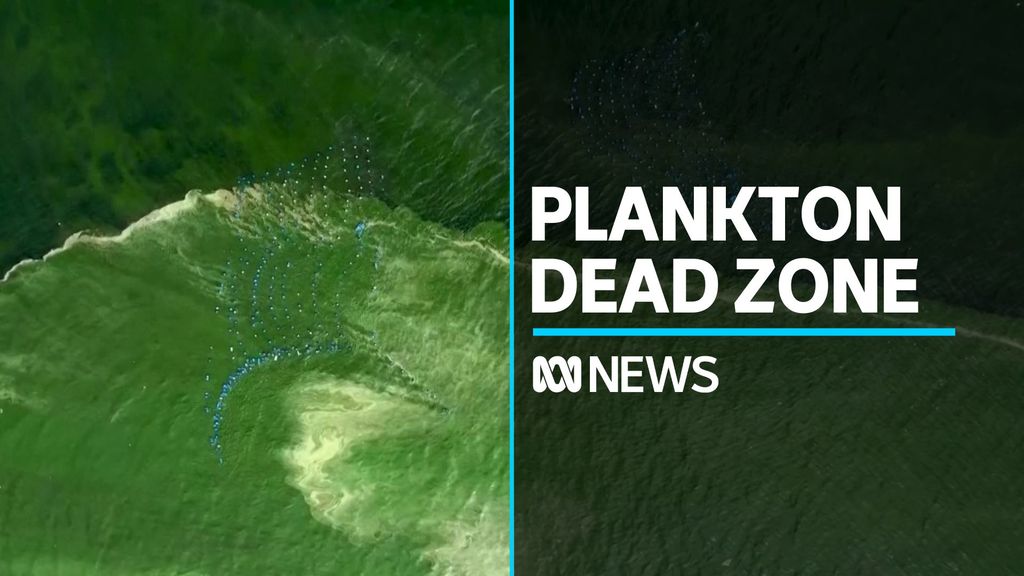 Bright green plankton blooms overtake east coast of Thailand - ABC News