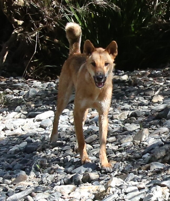 Dead wild dog shot and displayed on the mid-north coast sparks debate ...