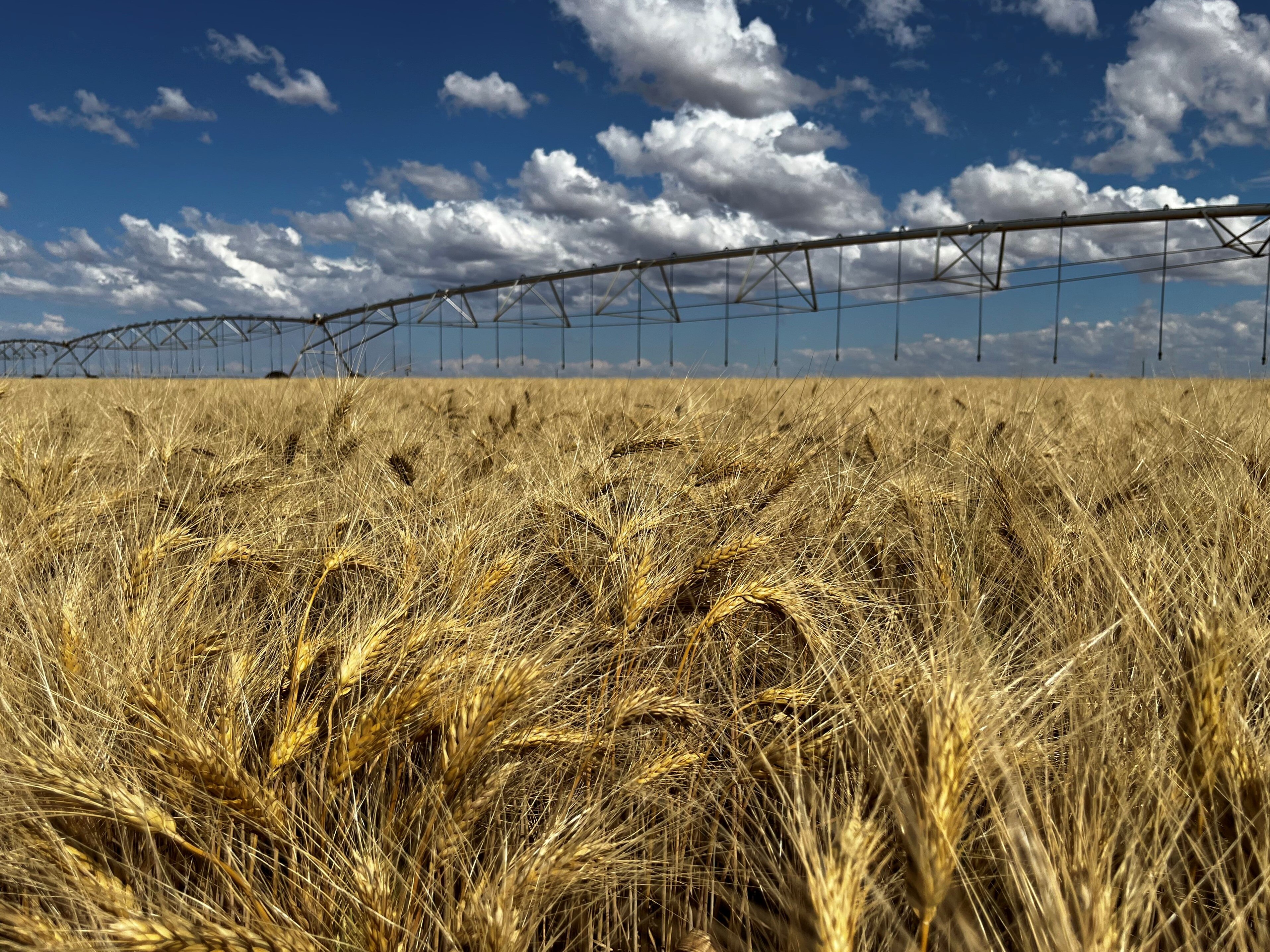 Central Australia harvests its first wheat crop in more than 45 years ...
