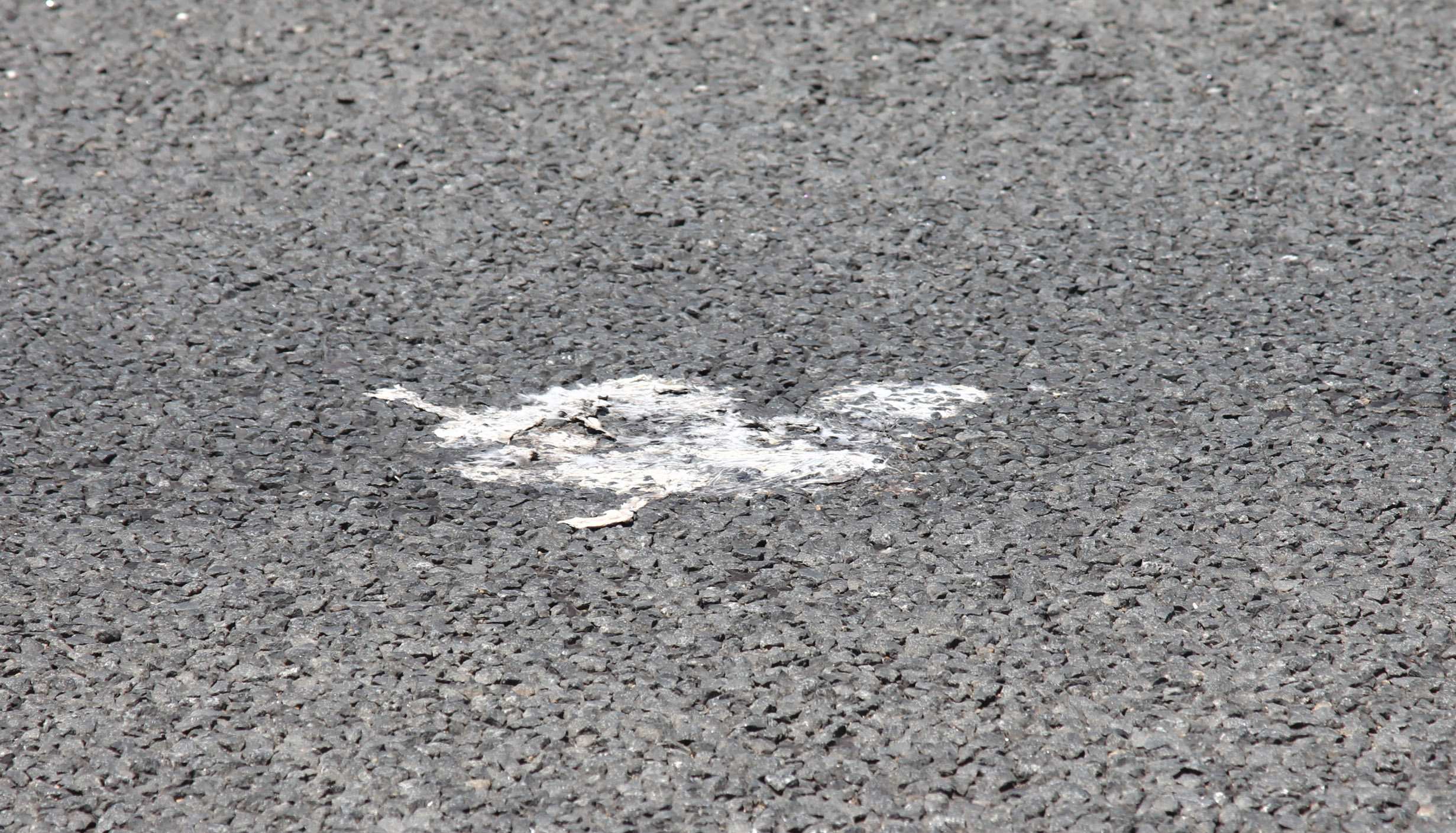 Seagull population on Sorell causeway to be monitored after 20-year egg ...