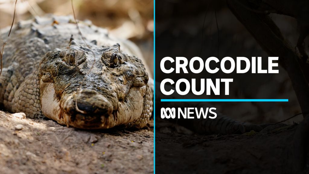 Pool and caravan park among places NT crocs turned up in 2022 - ABC News