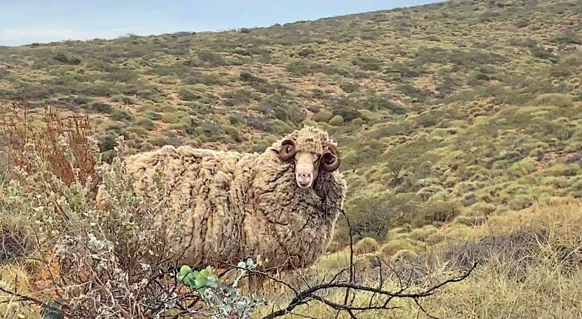 Exmouth's king of Ningaloo lighthouse Shaun the sheep dies after wild ...