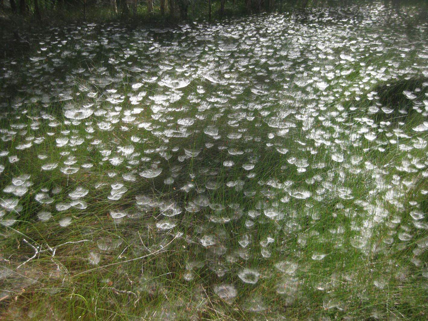 Spider web spectacle enthrals early morning walkers in nature reserve ...