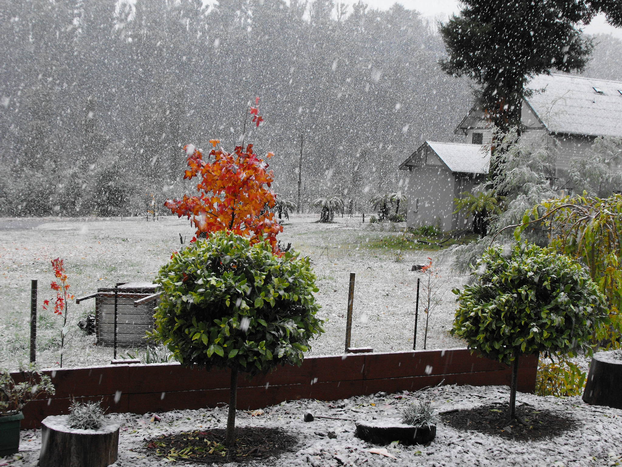 Snow, wind and rain lash Victoria - ABC News