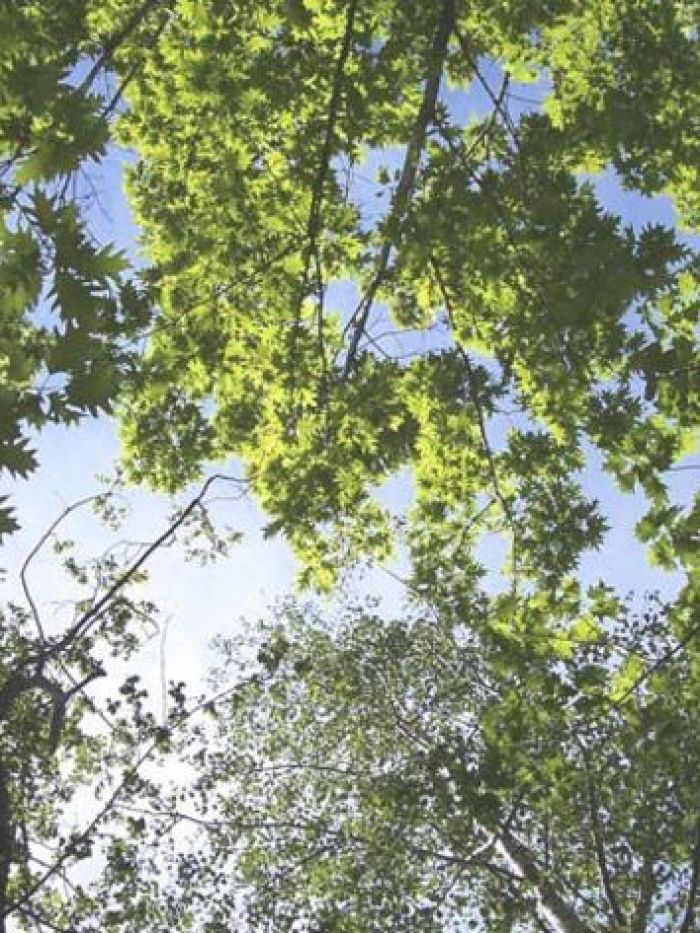 Paper manufacturer loses green credentials - ABC News