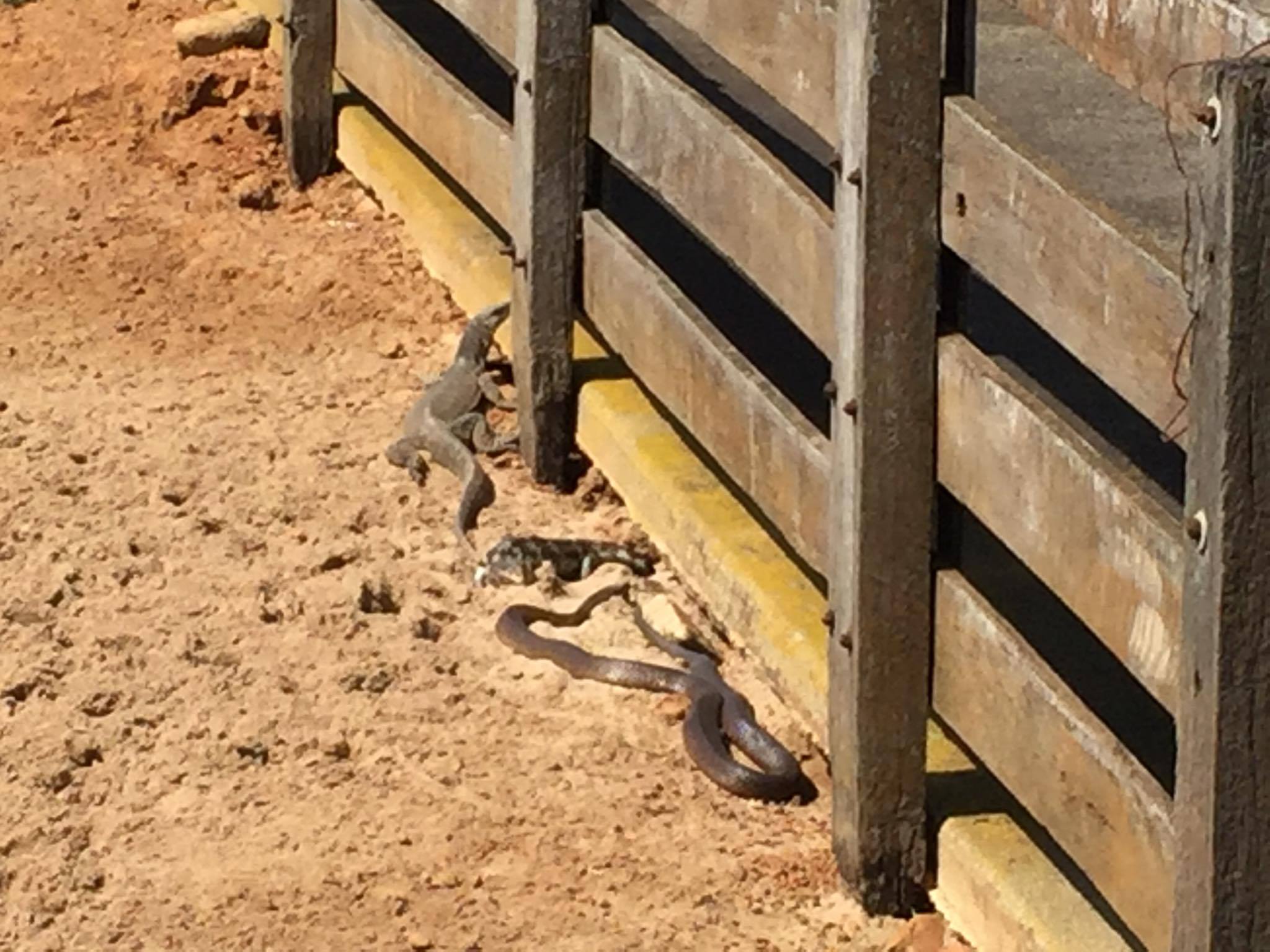 Reptile experts dispel rumours that bobtail lizards keep snakes away ...