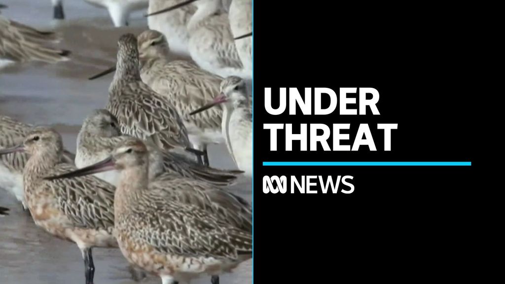 A study found the plight of threatened birds has worsened over the last ...