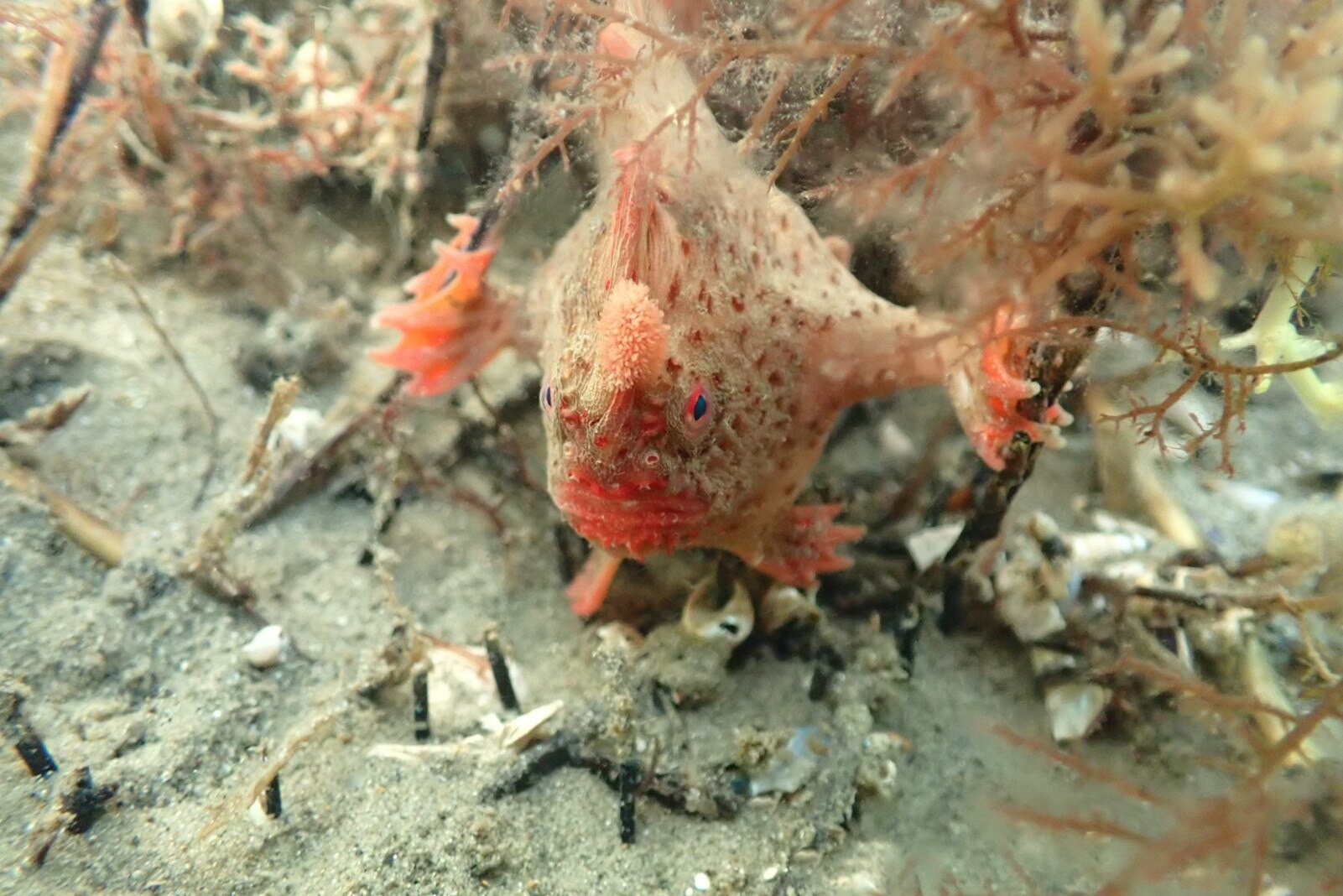 Government intervention to save red handfish as marine heatwave strikes ...