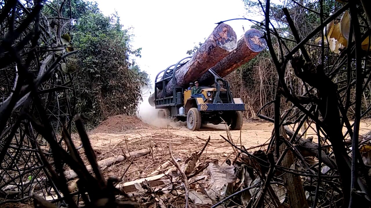 ANZ's partner in Cambodia accused by police of illegal logging - ABC News