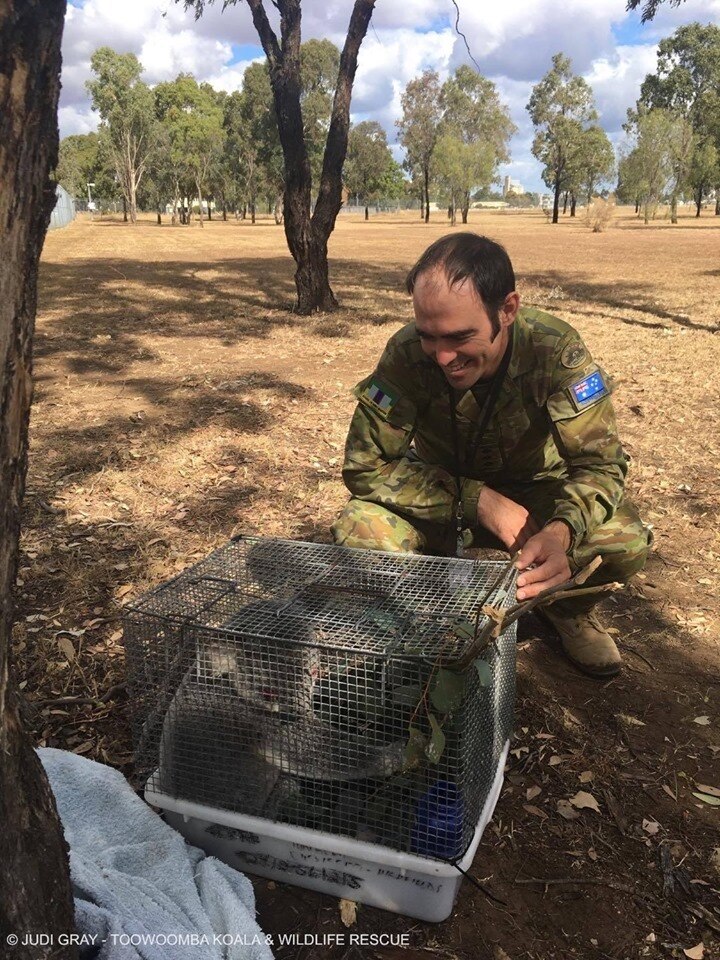 Nine-year-old koala rescued from Oakey army base treated for severe ...