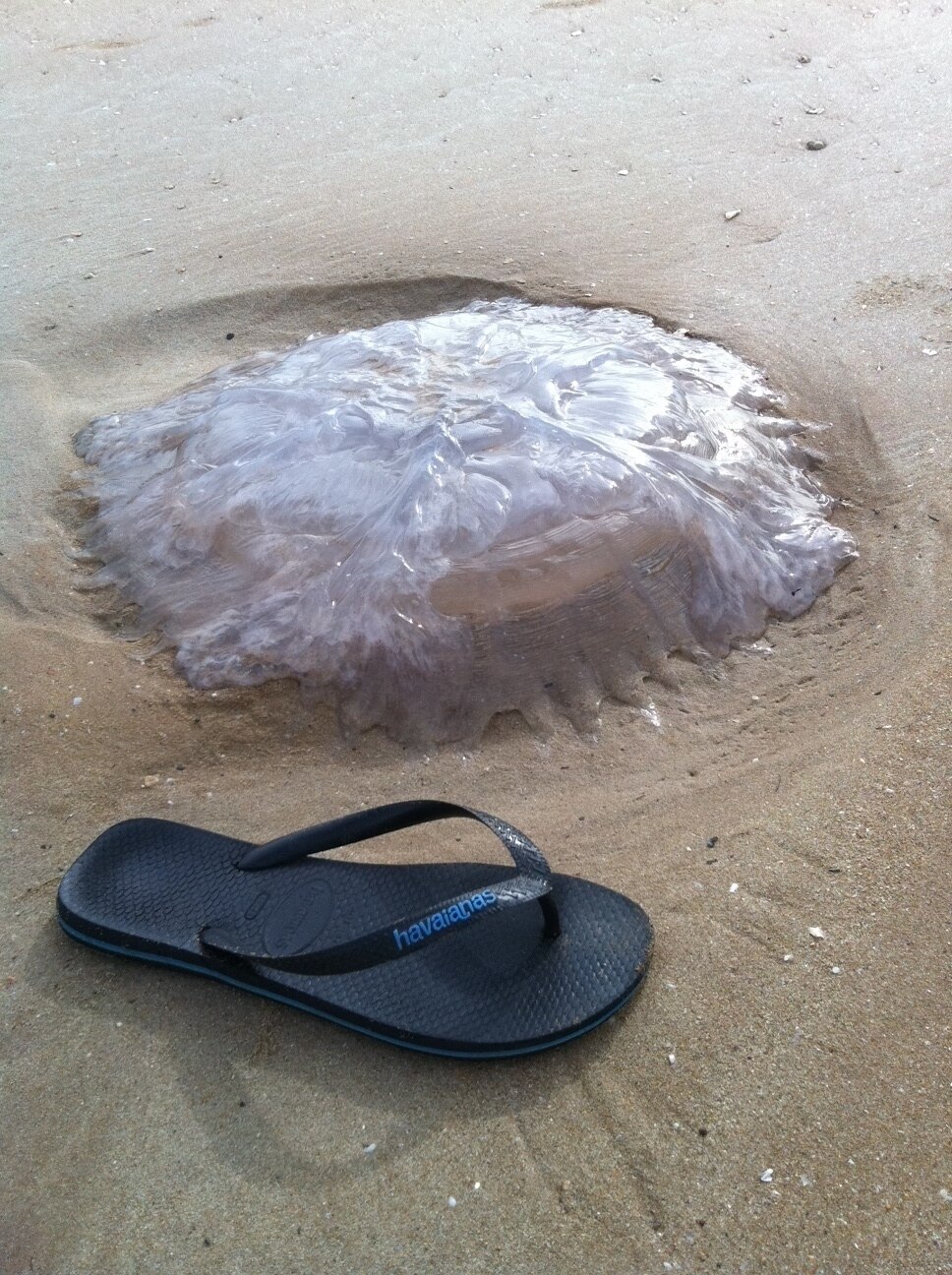 Sting warning as big jellyfish wash up on beaches - ABC News