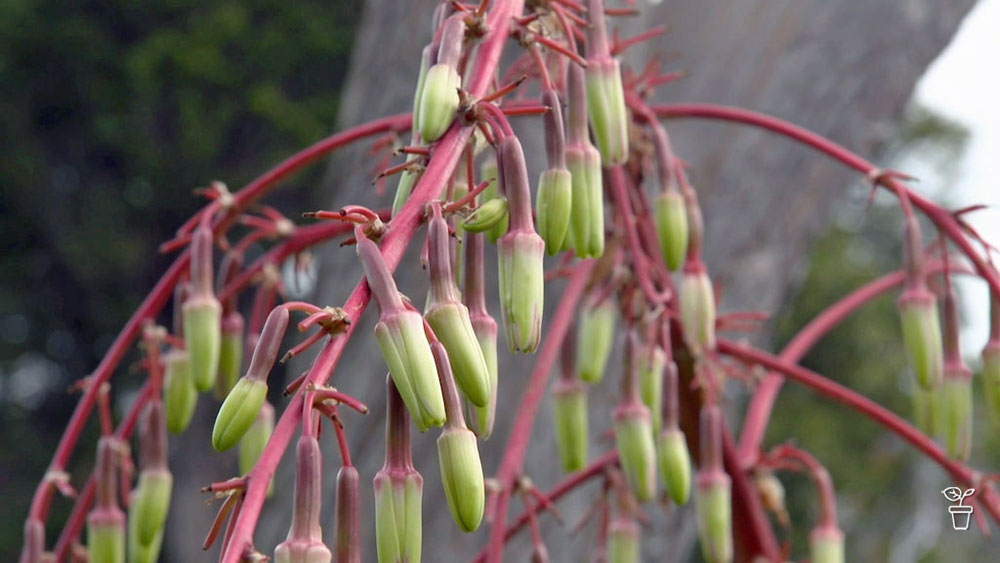 Plant Profile | Mexican Lily - Gardening Australia