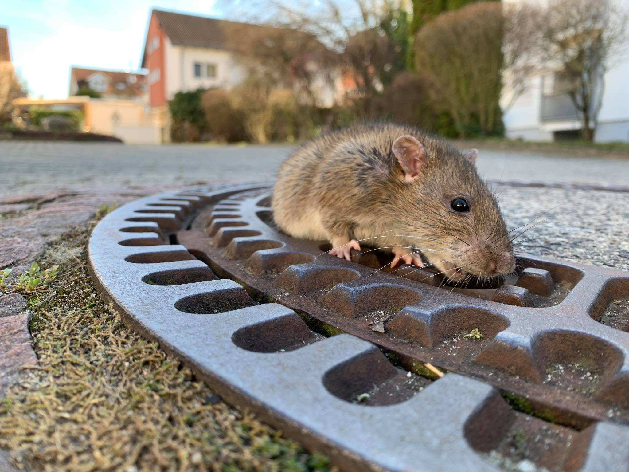 Chubby rat saved from sewer manhole cover by emergency crew in German ...