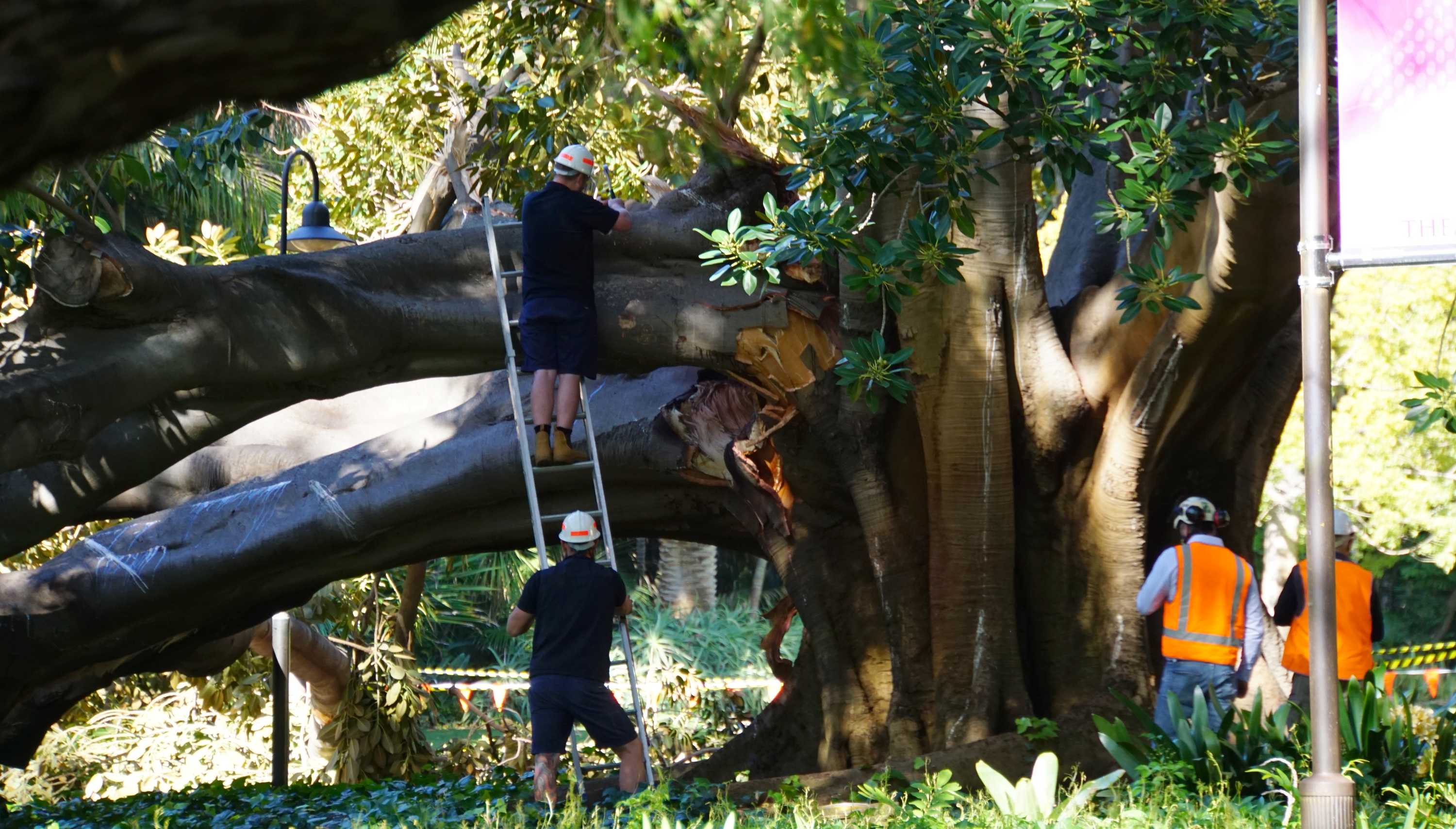 Giant UWA Moreton Bay fig tree collapses, leaving bystanders awestruck ...