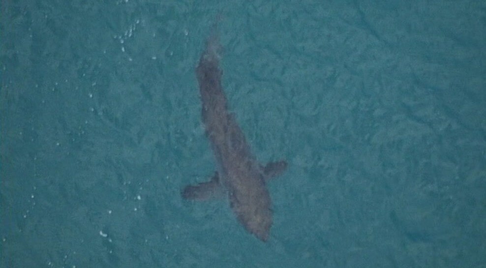 Lifesaver says victim kicked shark during attack at Cabarita - ABC News