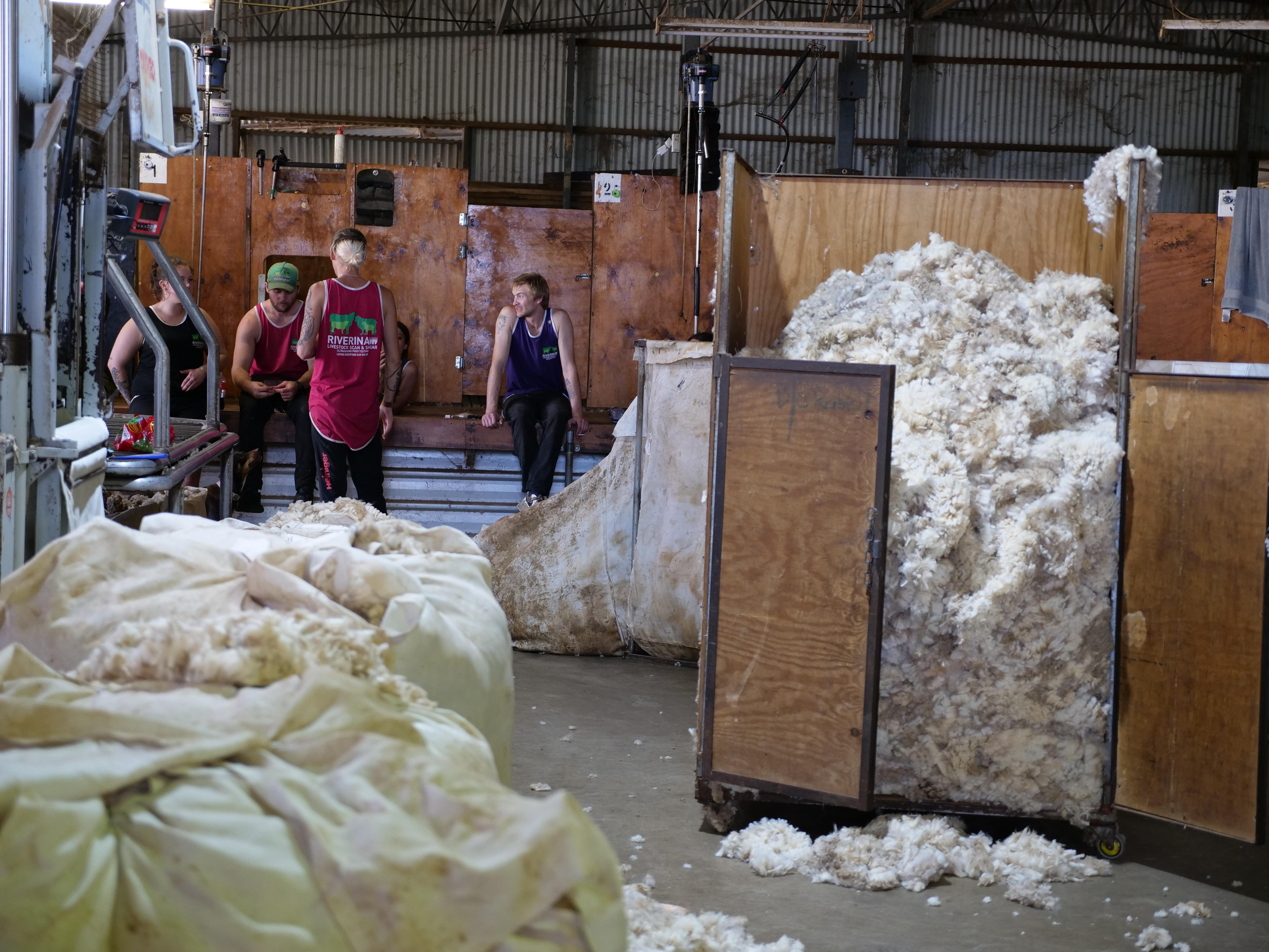 Shearing contractor Lochie tackles worker shortage by employing people ...