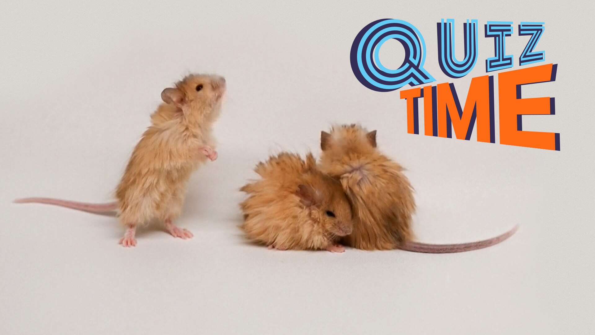 BTN - Behind The News