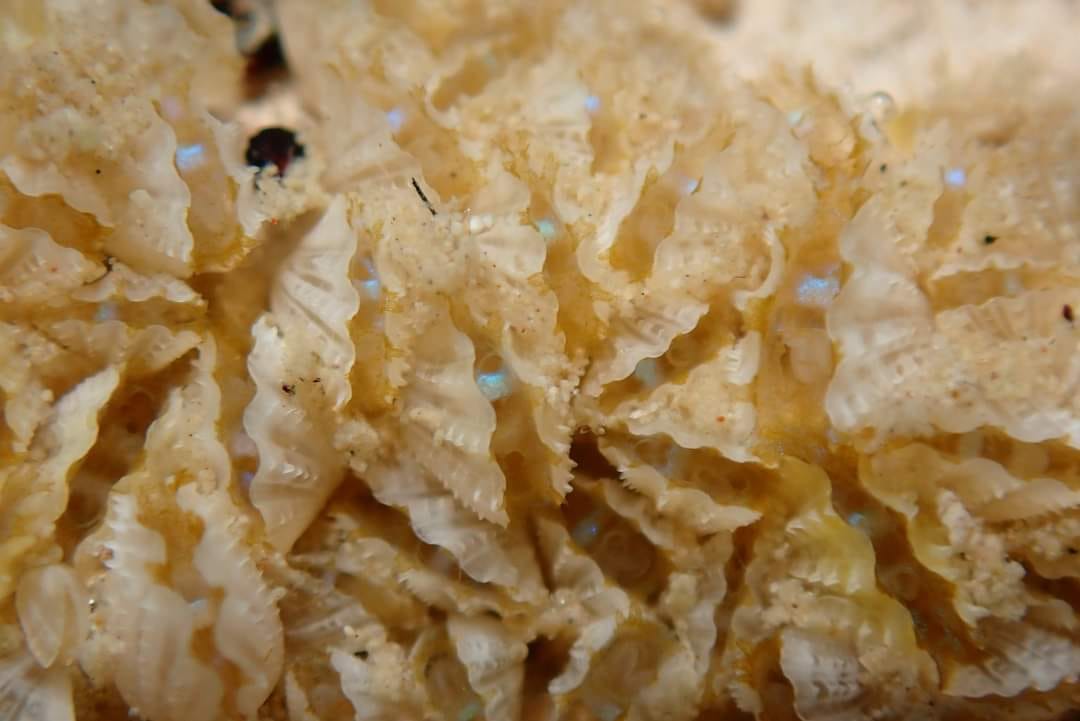 Giant clams set for global aquarium market show their colours after ...