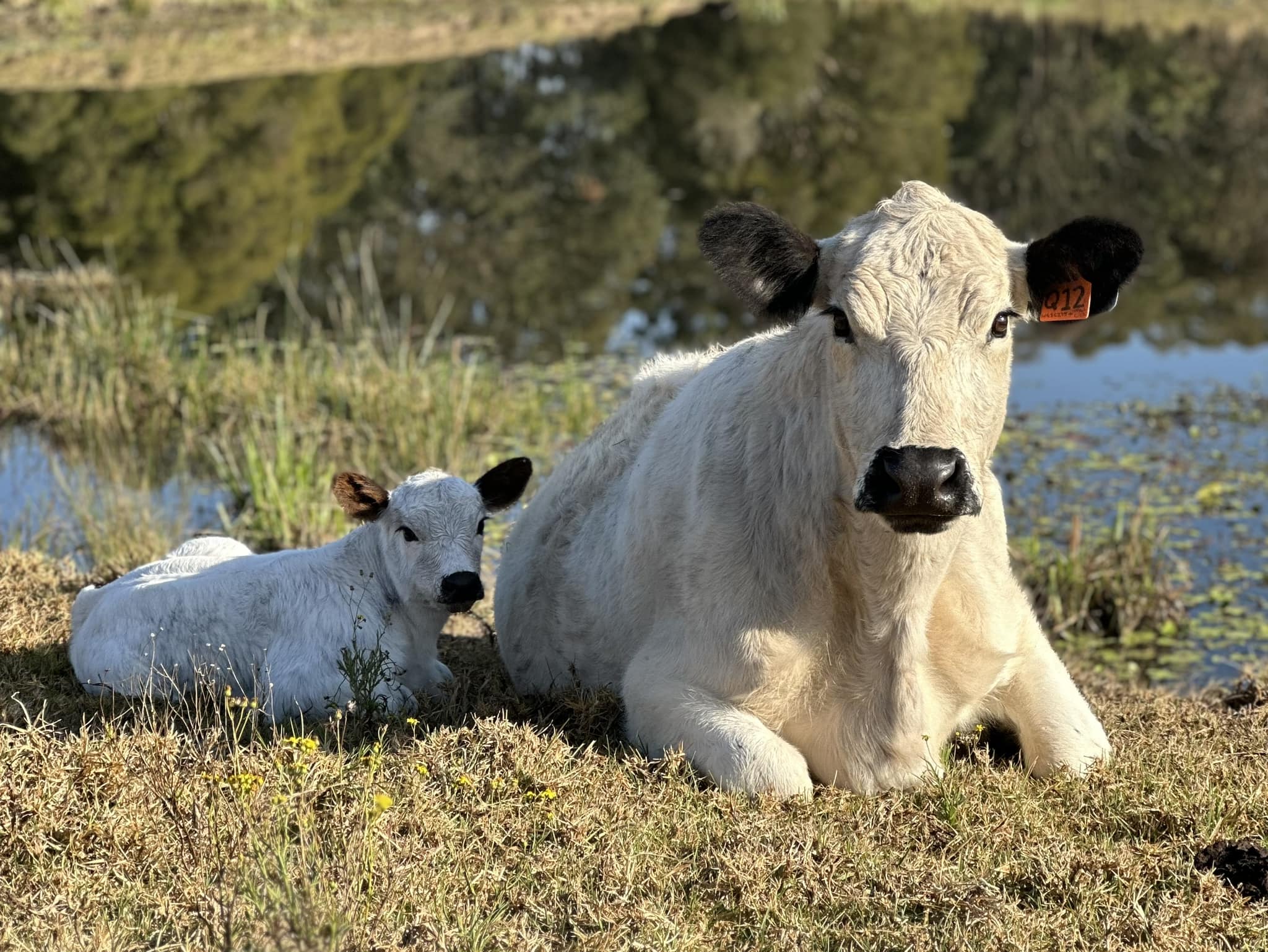 Black Speckle Park bull Born Ready Shady sells for world record $150k ...