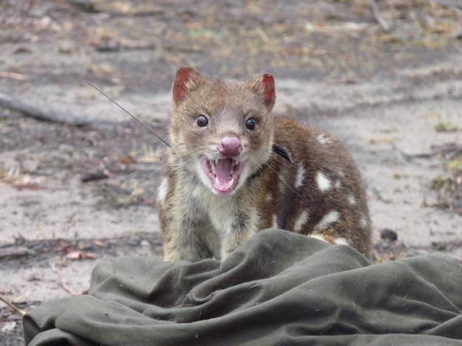 Tasmanian researcher tracking feral cats in bid to help native wildlife ...