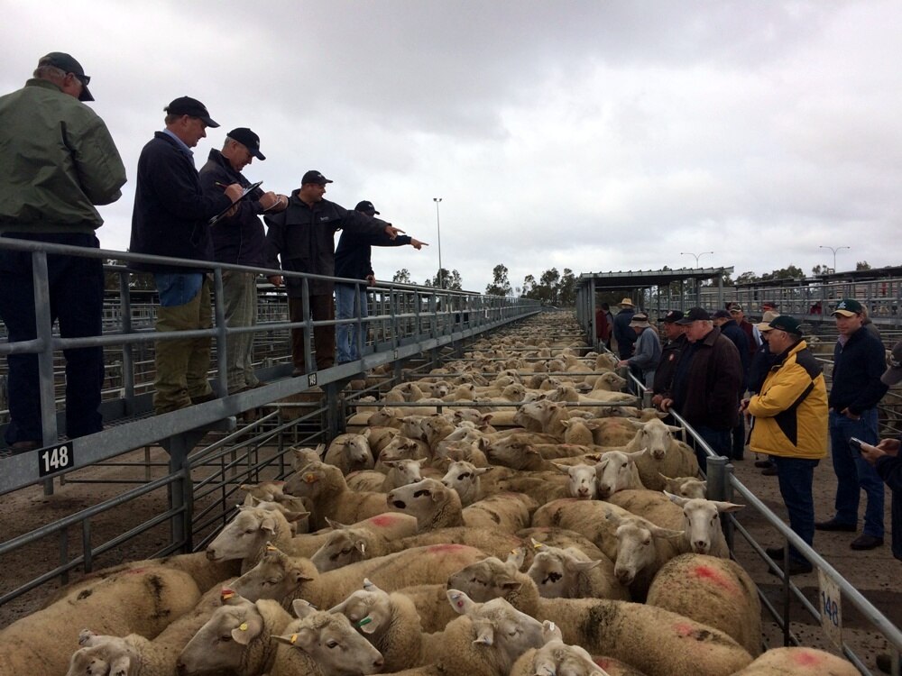 Western Victorian lamb sales still attracting interest - ABC News