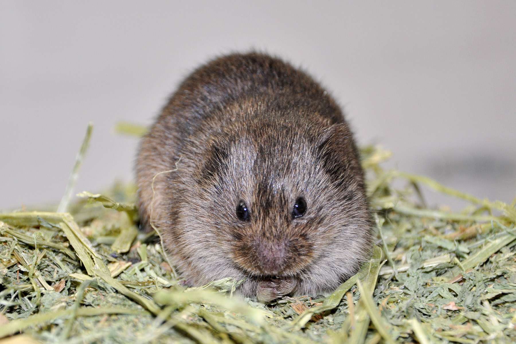 Prairie voles a model for human love and attachment - ABC listen