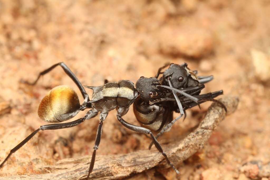 Canberrans go marching to discover local ant population - ABC News