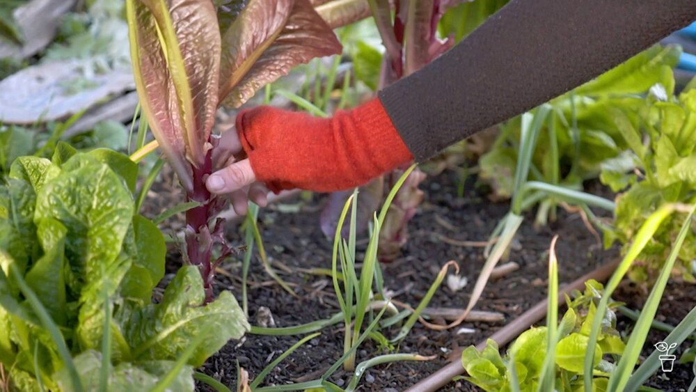 How planting vegetables can help you tackle the cost of living crisis ...