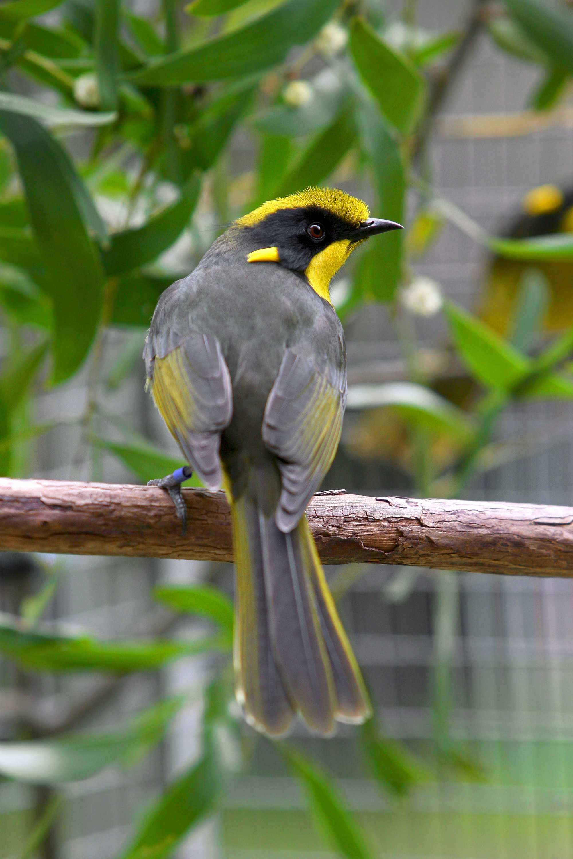 Survival rate of critically endangered bird doubles as Helmeted ...