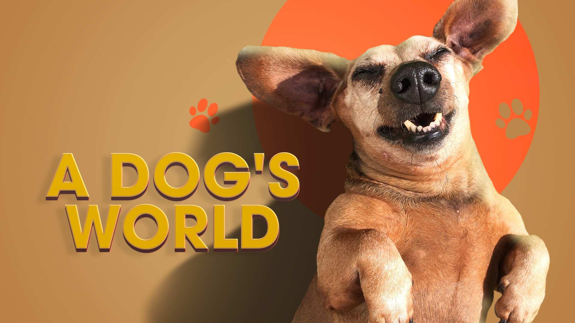 A Dog's World - ABC Content Sales