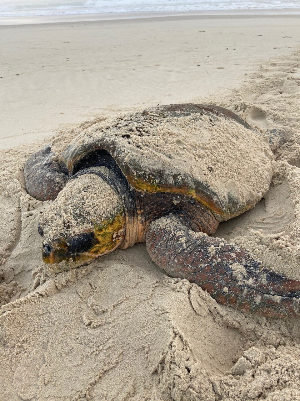 Loggerhead turtle nest relocated to safety at Forster on New South ...